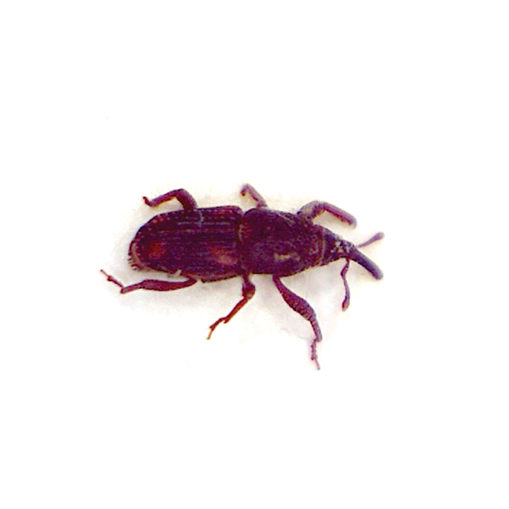 Stored Grain Pests Identification The Back Pocket Guide
