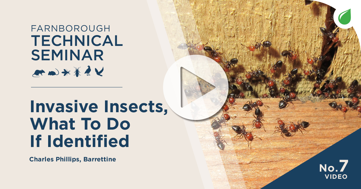 Invasive insects and what to do if identified | Barrettine ...